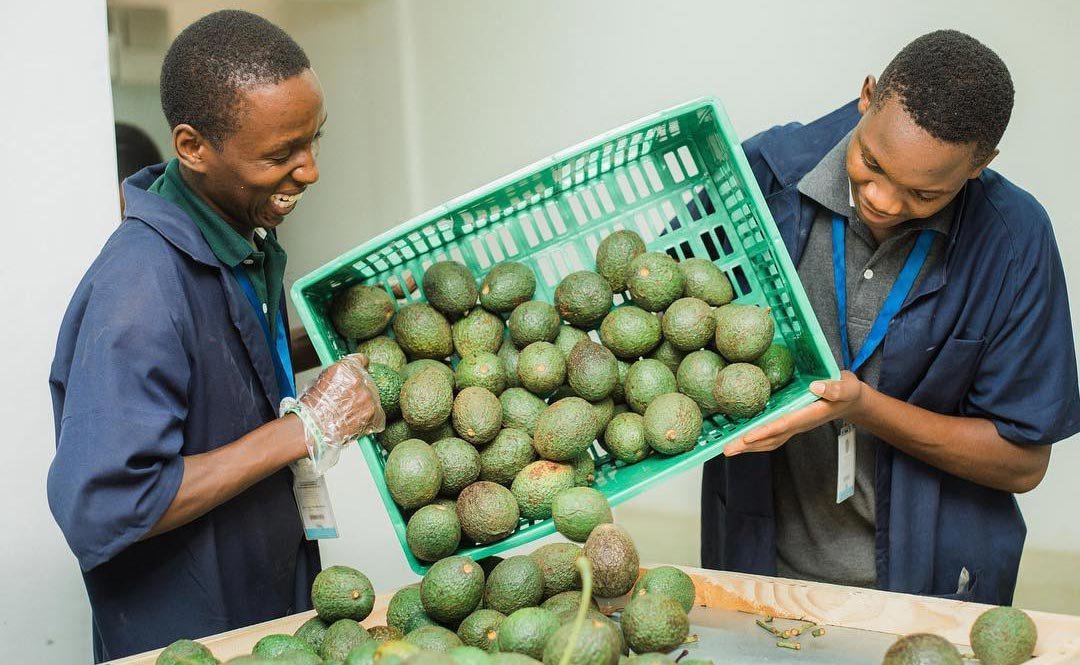 Pack houses - For your Fresh Produce - Accent Cooling Systems